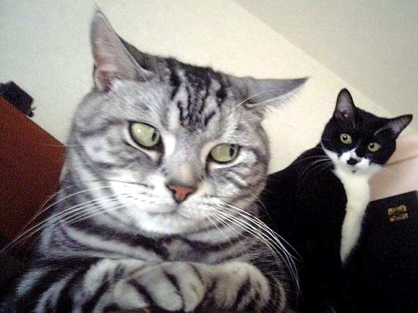 Your Source of Randomness: WTF Kitty Pictures