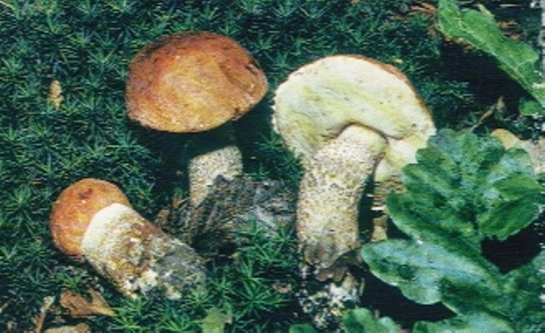 Hellena ...din bucataria mea...: Ciorba din manatarci plopesti