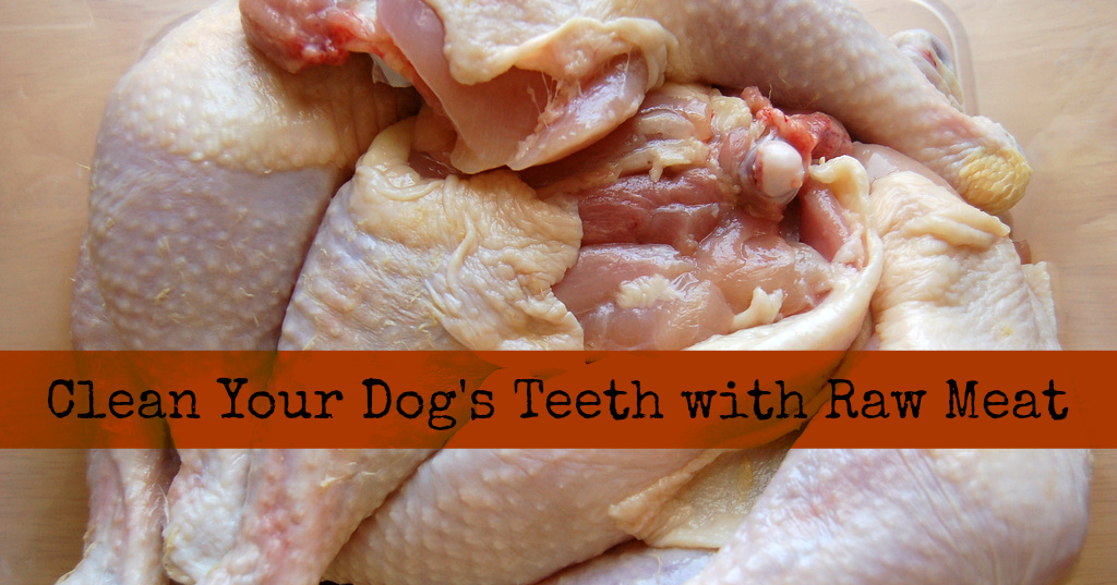 My Rotten Dogs: The Best Raw Meats for Cleaning Your Dog's Teeth