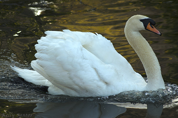 Kelly Santos | Photography