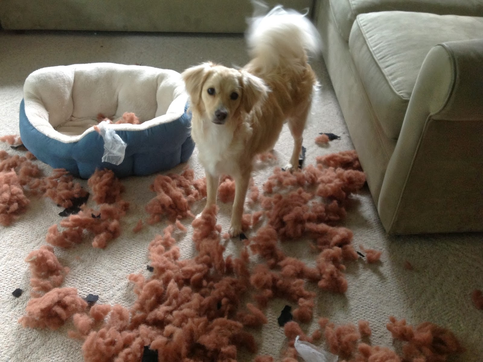 Chocolate Chips and Snickerdoodles....