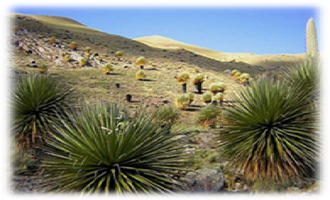 Clima de punas: Clima de puna