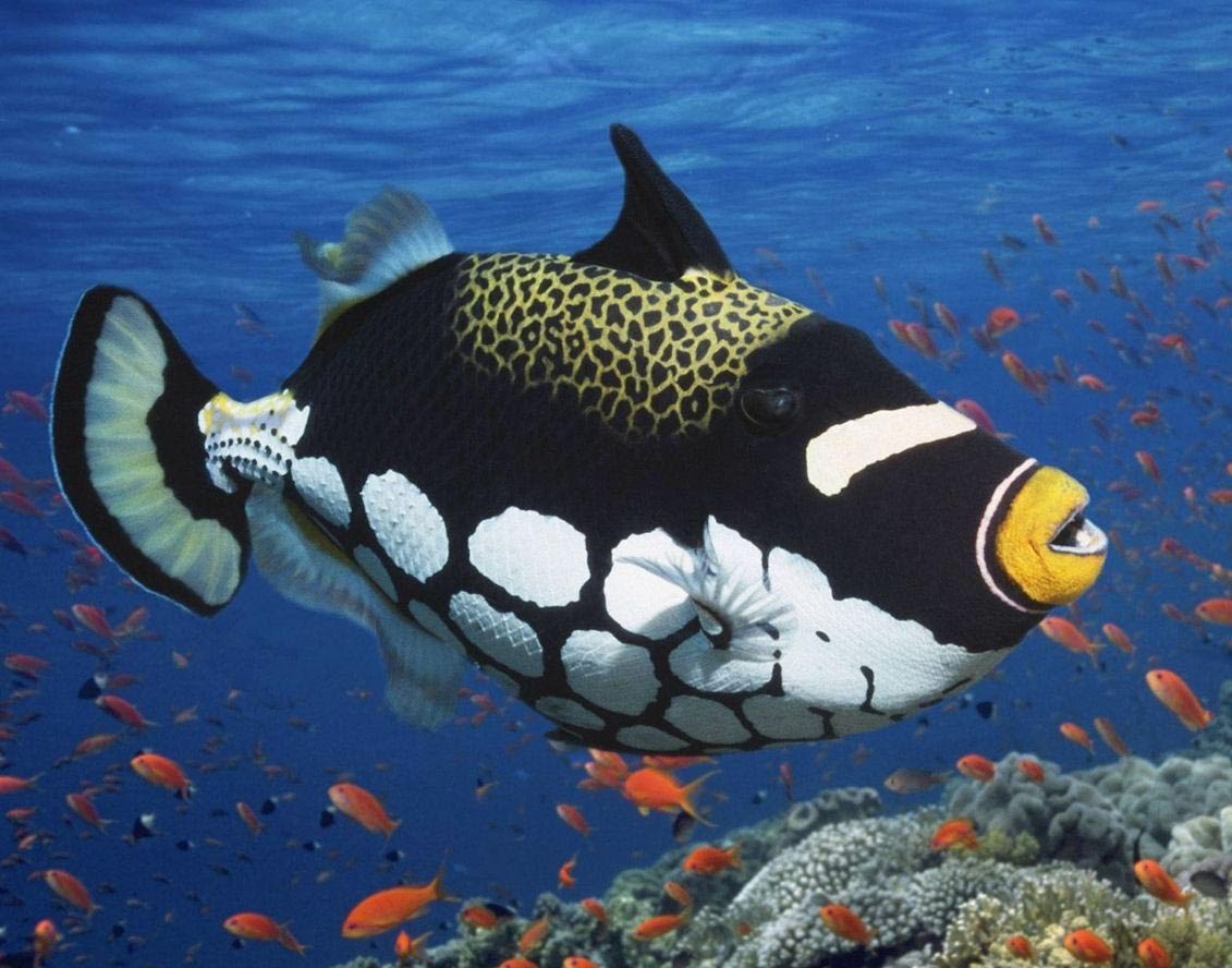 Top 15 Most Beautiful Fishes ~ Explore Amazing World