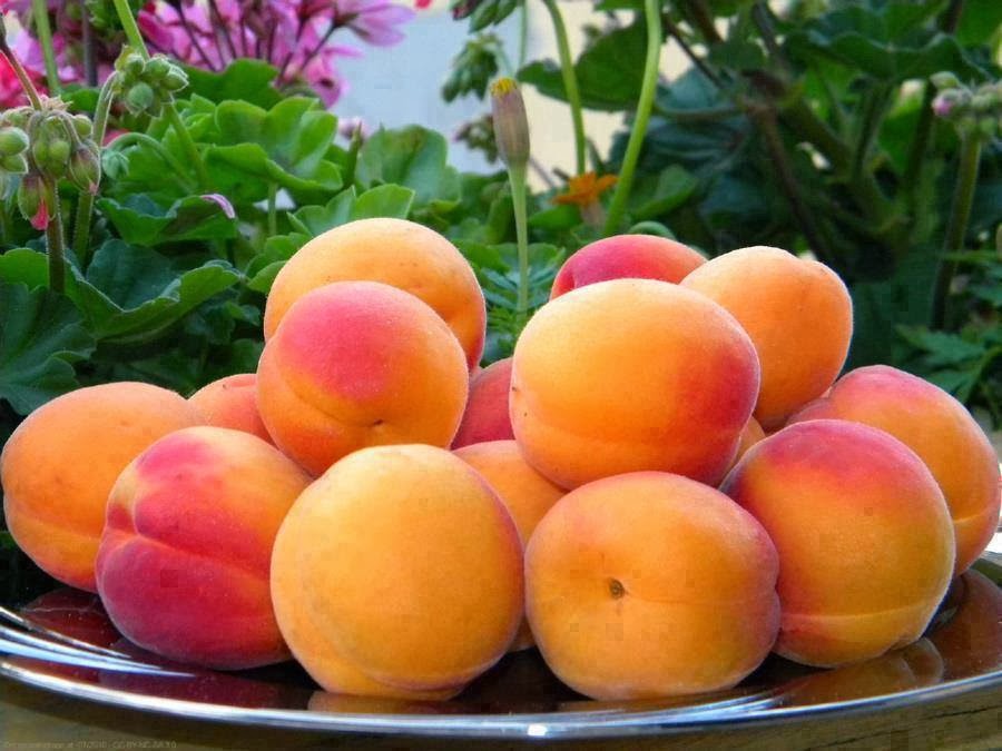 ShëndetiIm.al: Disa nga vetite dhe vlerat e KAJSISE