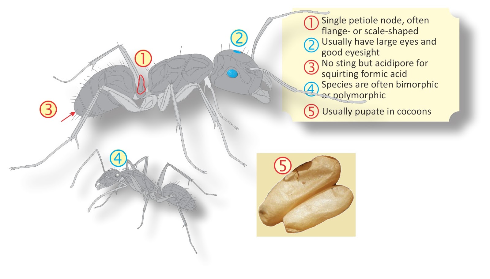 - Ants of Southern Africa -: FORMICINAE: the Elegant, Acid-Squirting ...