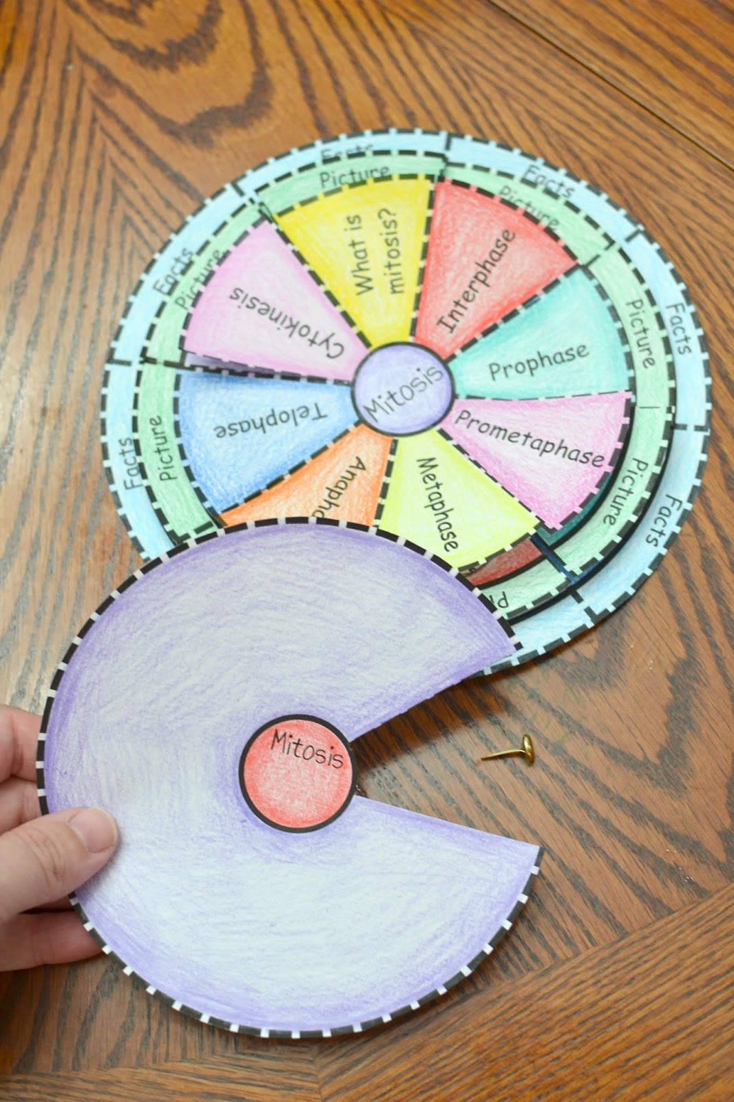 Math in Demand: Mitosis and Meiosis Foldable
