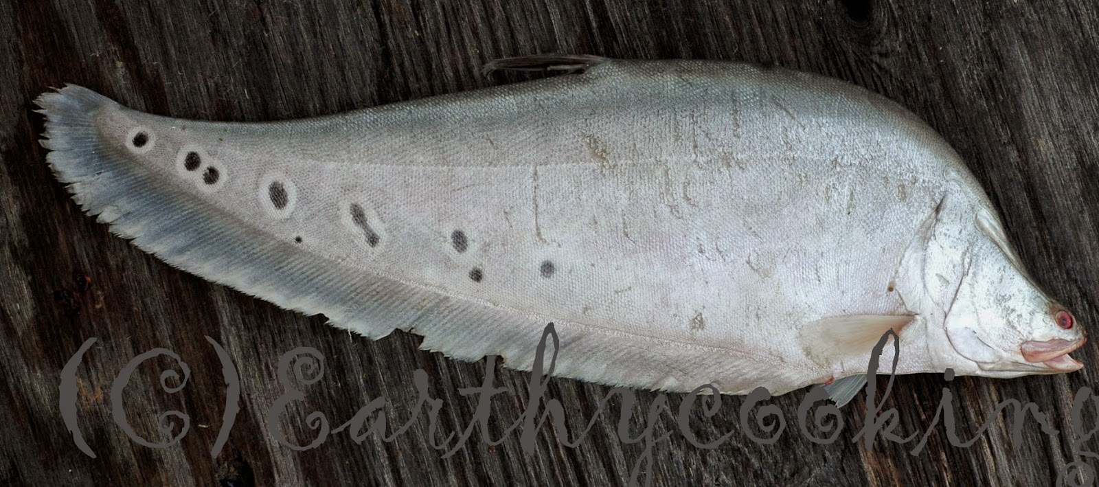 Earthycooking : চিতল মাছের পেটির কালিয়া (Chitol fish kalia)