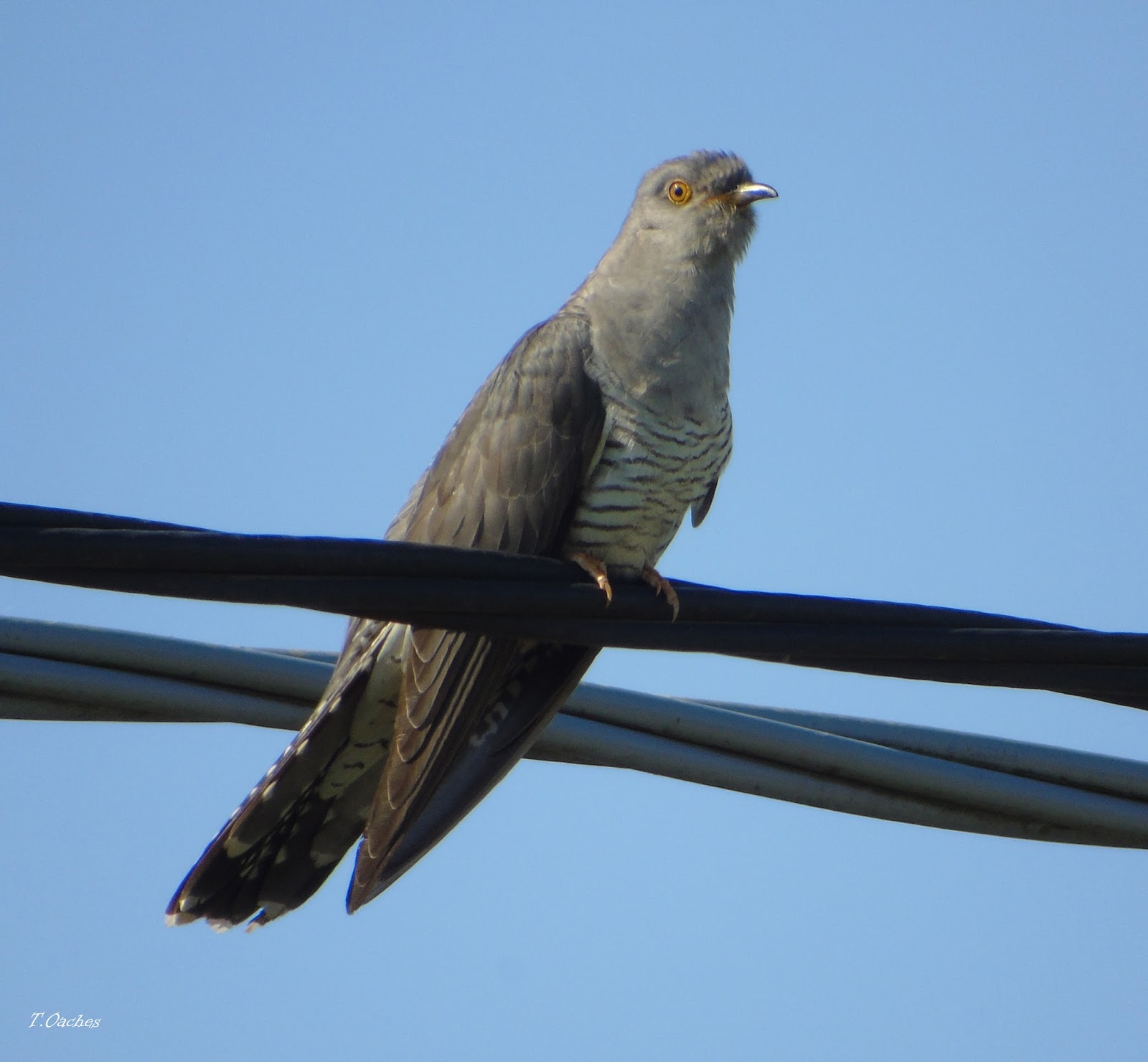 PASARI DIN ROMANIA: CUCUL (2), Cuculus canorus