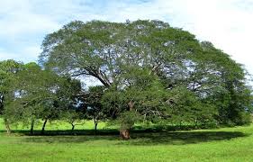 Infinito Misterioso: Leyenda Del Corotú Llorón