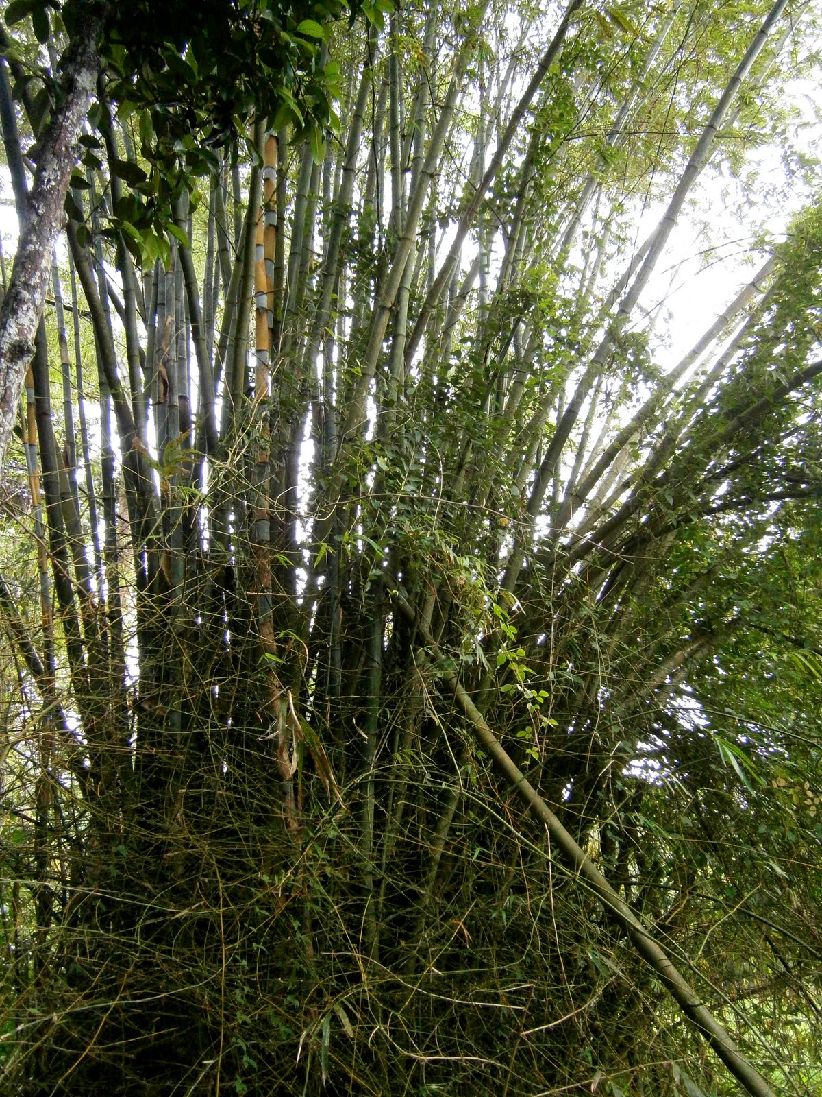 MUSUH ALAMI-PREDATOR: Diversiti bakteria pengikat nitrogen endofitik ...