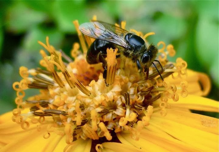 Plante de gradina, perene, fuchsia, condimente, suculente: Toate ...