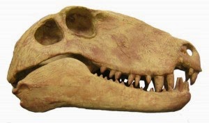 Ciencias de Joseleg: El cráneo de los vertebrados con mandíbula ...