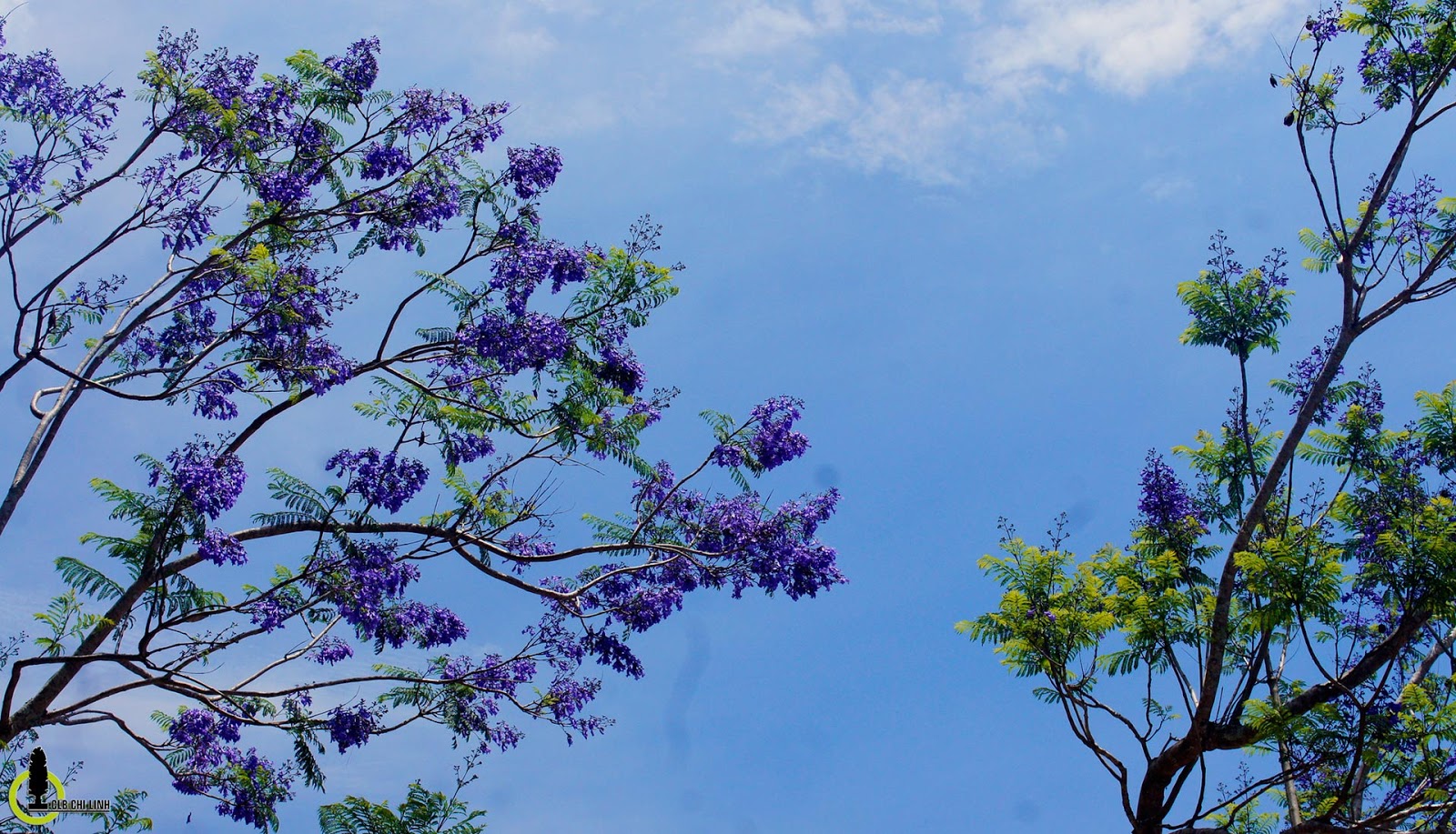 10 loài hoa đẹp nhất tháng ba ở Việt Nam - Du lịch khám phá thế giới