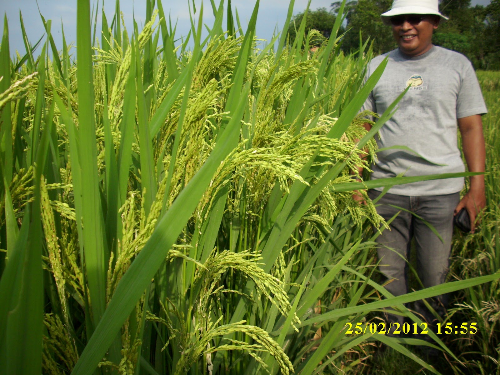SILIWANGI PARIKESIT DEWI SRI AGUNG: foto petani sawah