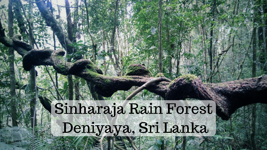 Sinharaja Rain Forest (UNESCO World Heritage Site) | Deniyaya, Sri ...