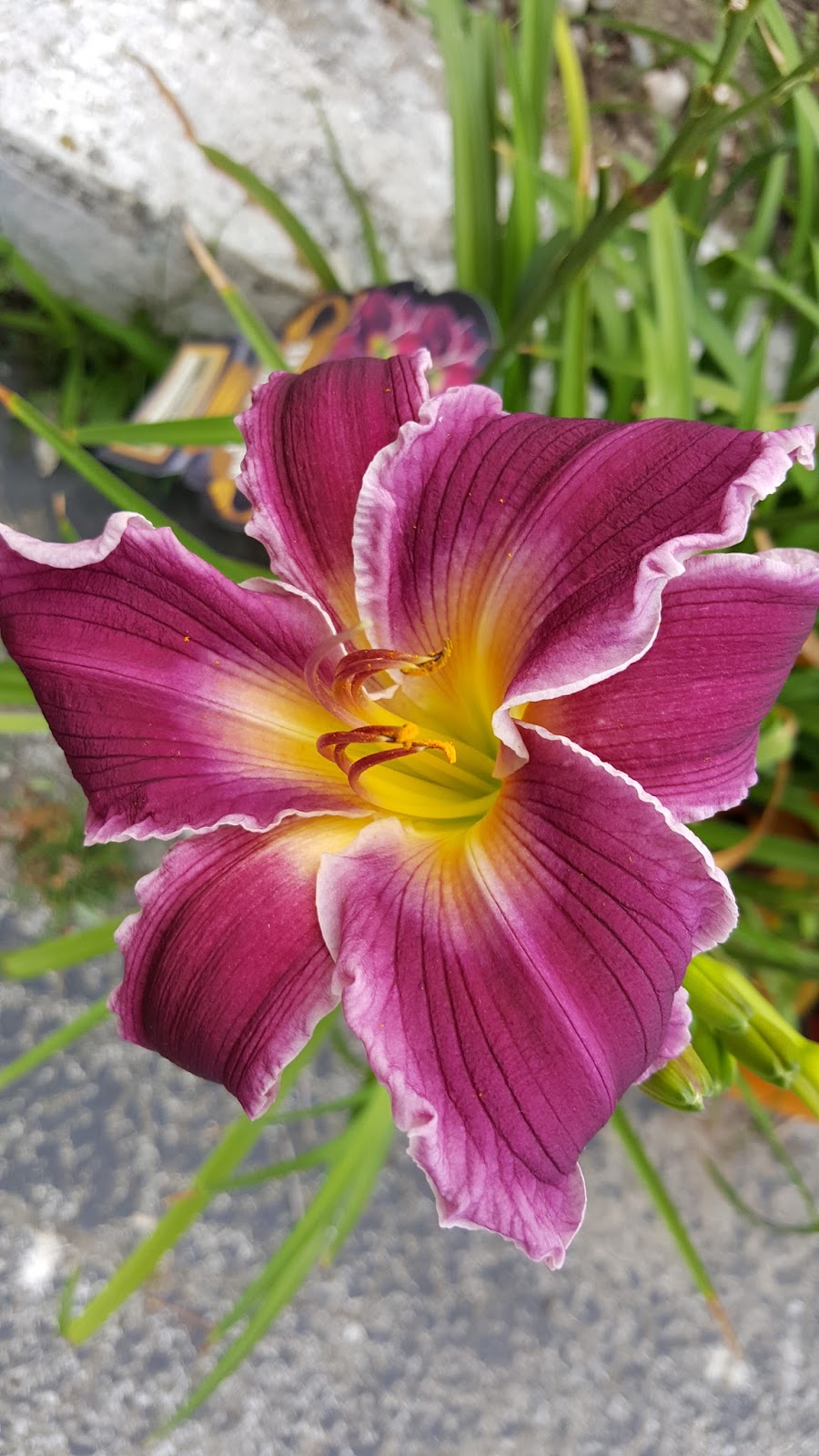 Gear Acres at Top of the Hill: New Day Lily Plants and a Beetle Trap Update