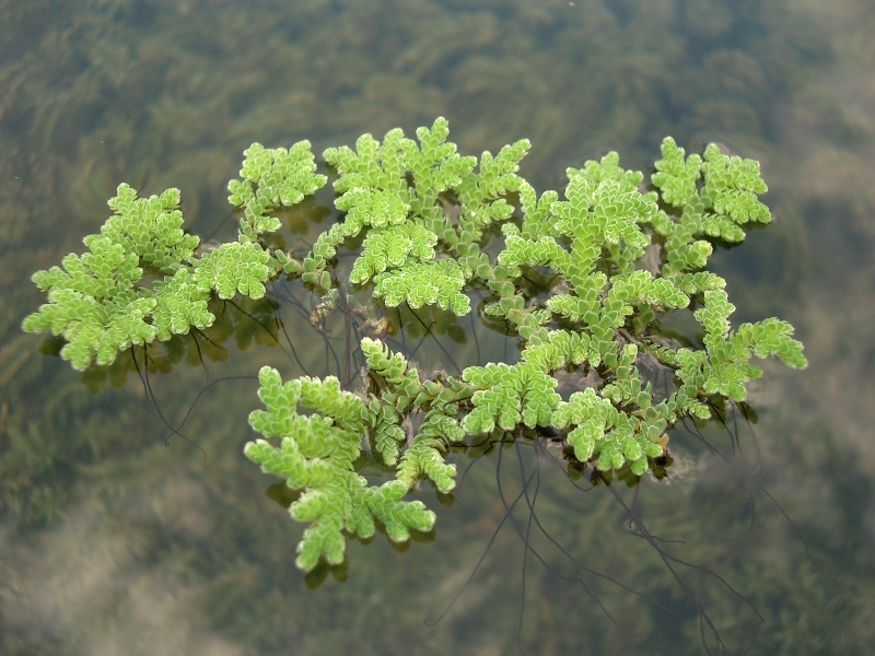 Azolla pinnata | AZOLLA MAGELANG
