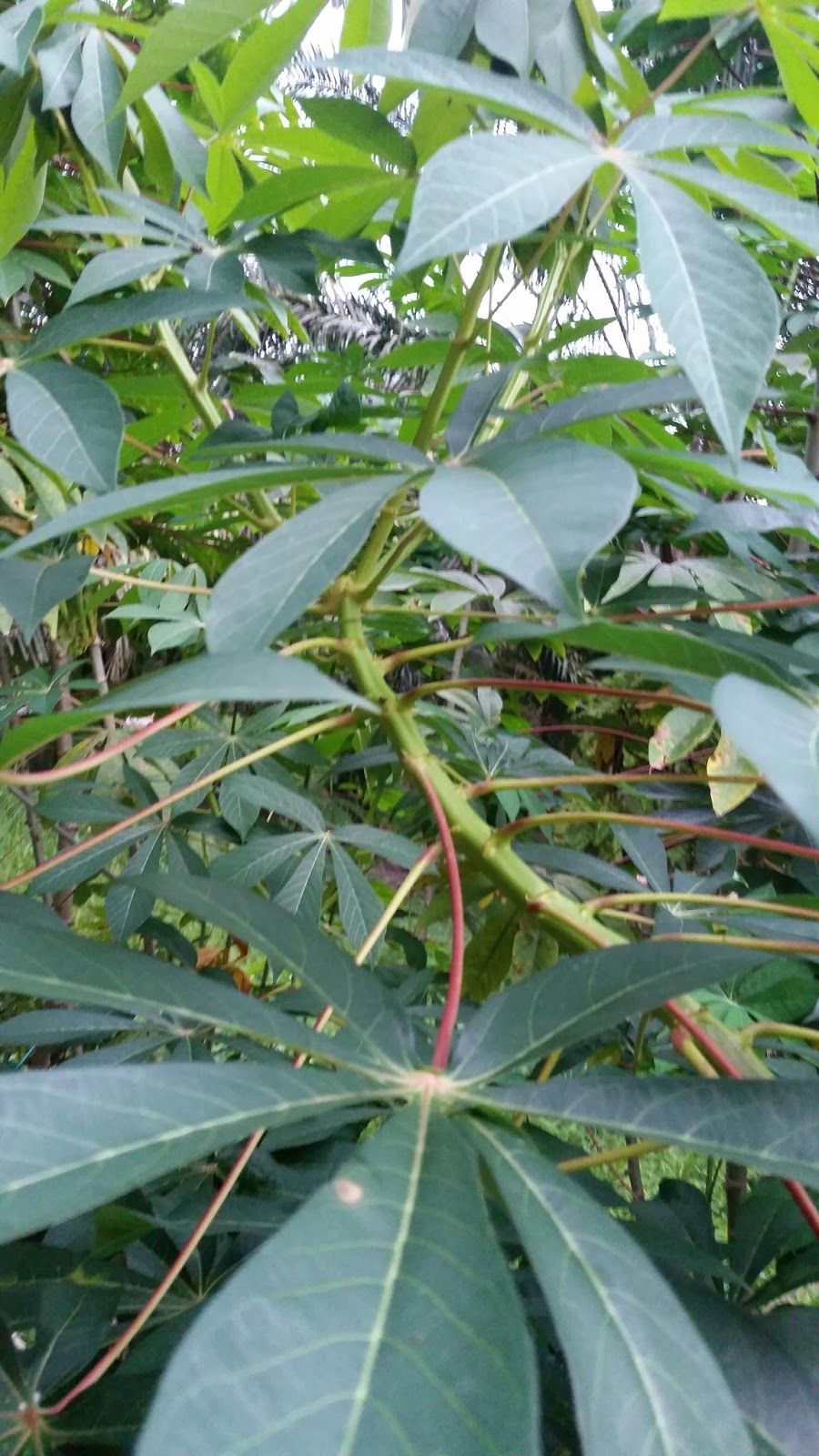 Warisan Petani: Ubi Kayu 1 : Ubi Kuning.