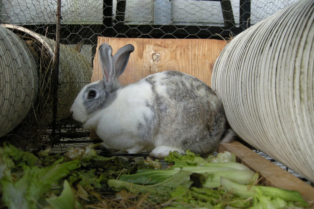 Caoba Farms - Organic Farming in Antigua Guatemala: Images