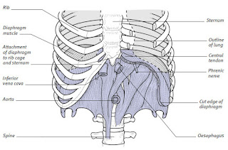 anatomy of the diaphragm ~ Nursing