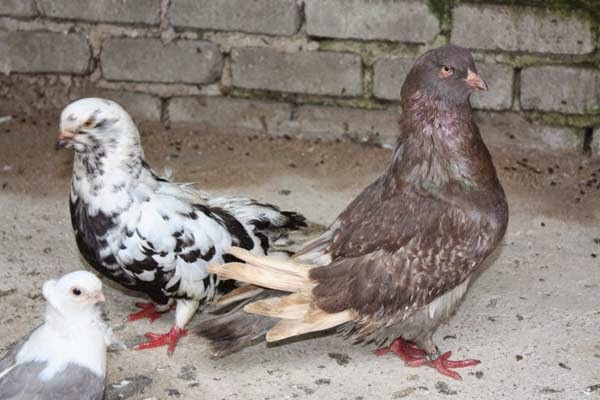 The Racing Pigeon HD wallpaper: American Giant Runt pigeon Wallpaper
