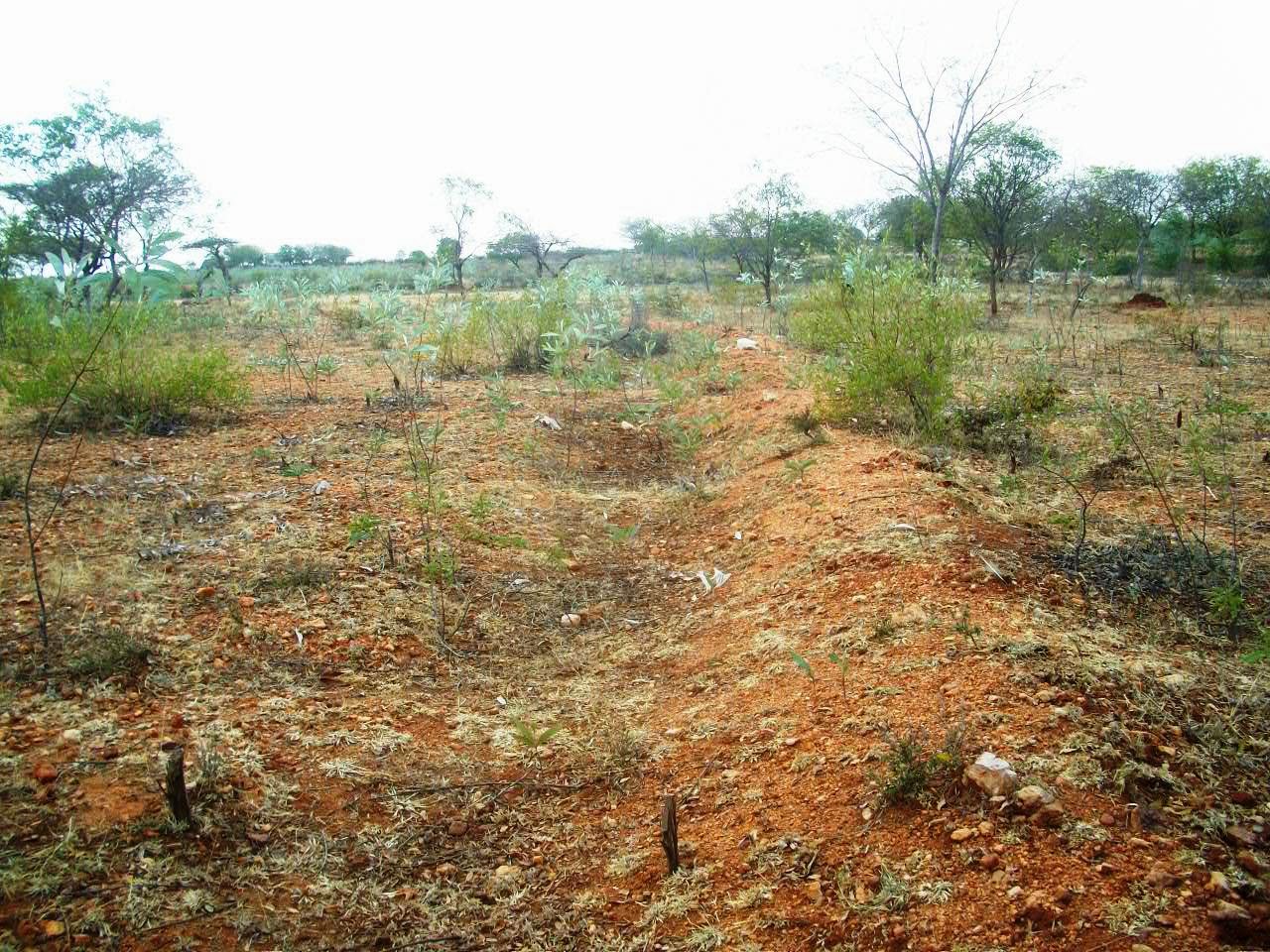 NGO News blog, NewsLine: Dry land farming is to be promoted in drought ...