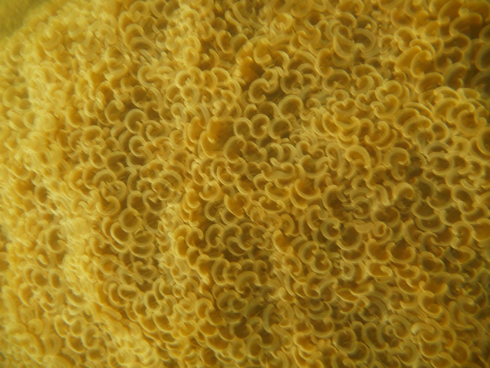 Down Unda: SS Moltke Ship Wreck, Magnetic Island