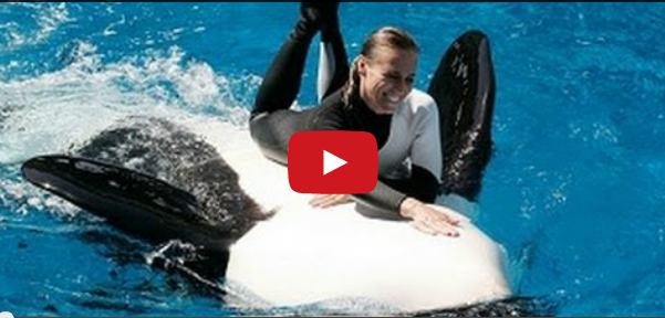 SeaWorld's Old Shamu "Believe" Show – The World's Most Iconic Killer ...