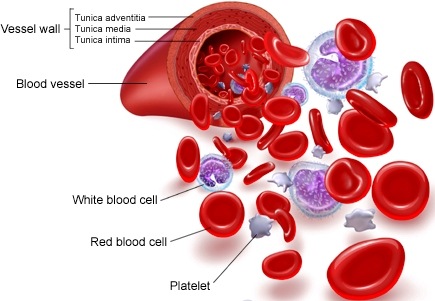 Blood ~ Biology Hub