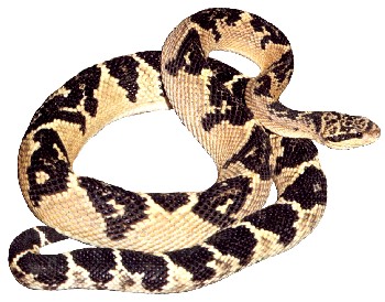 COBRA-SURUCUCU-PICO-DE-JACA (Lachesis muta rhombeata)