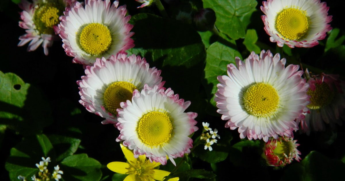 LA MULTI ANI, ROMANIA!: Curcubeul florilor. Paralute intre flori de camp