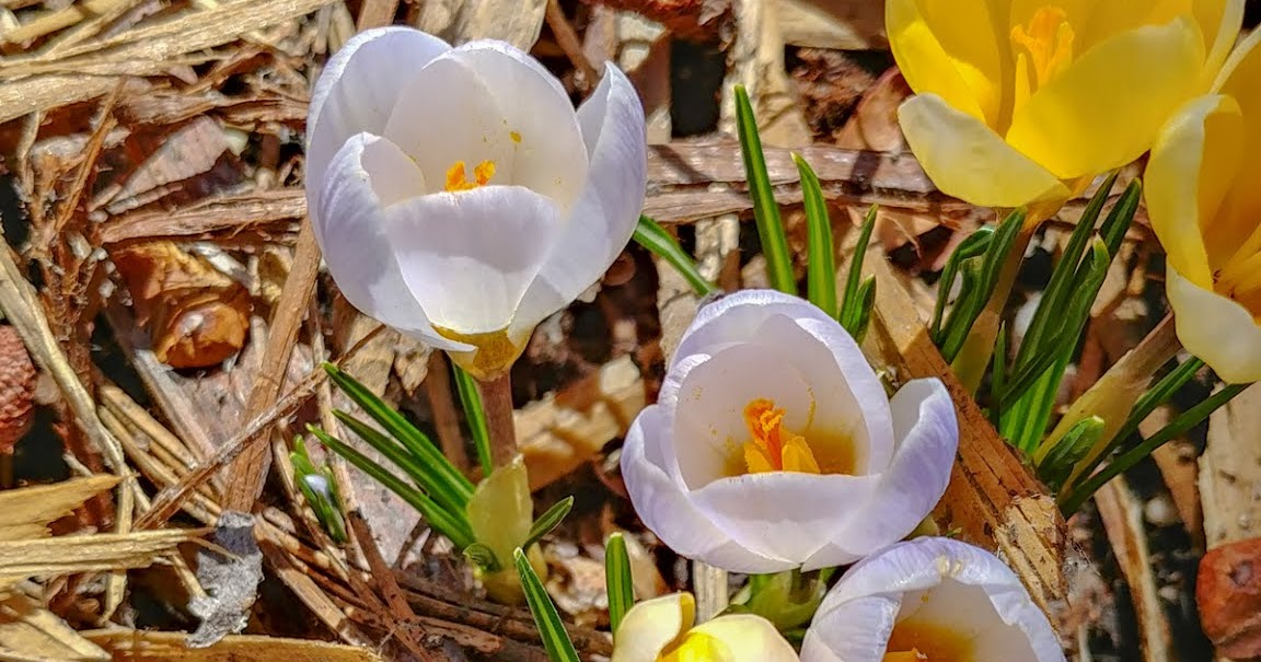 Springtime Life Sprinkles | Mountain Top Spice