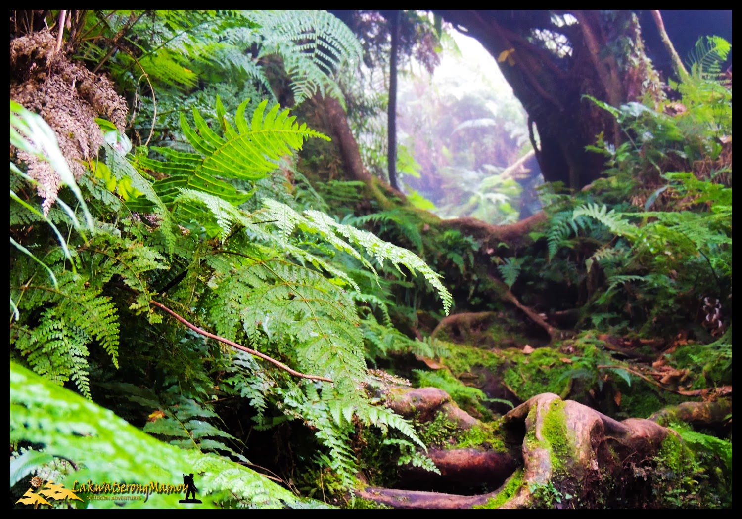 One Tough Experience Climbing Mt. Matutum ~ Lakwatserong Mamoy