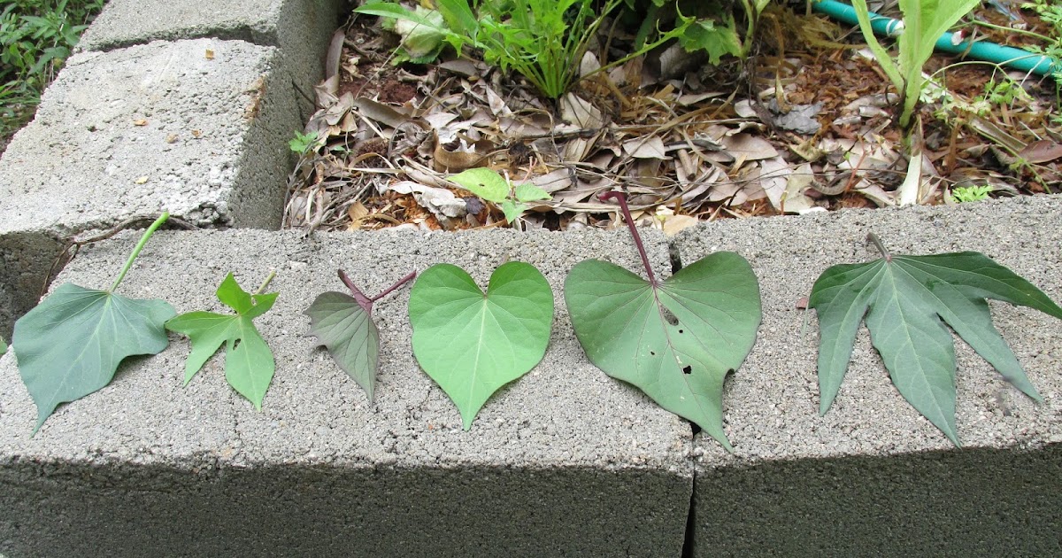 .: Batatas Doces Coloridas e suas Folhas