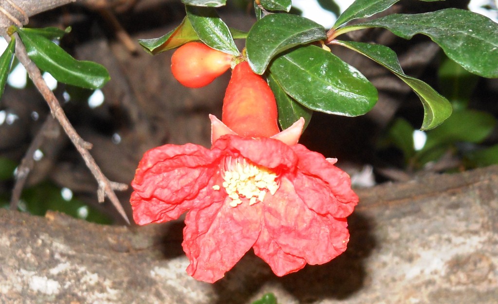 पुष्‍पांजलि: प्रकृति मां