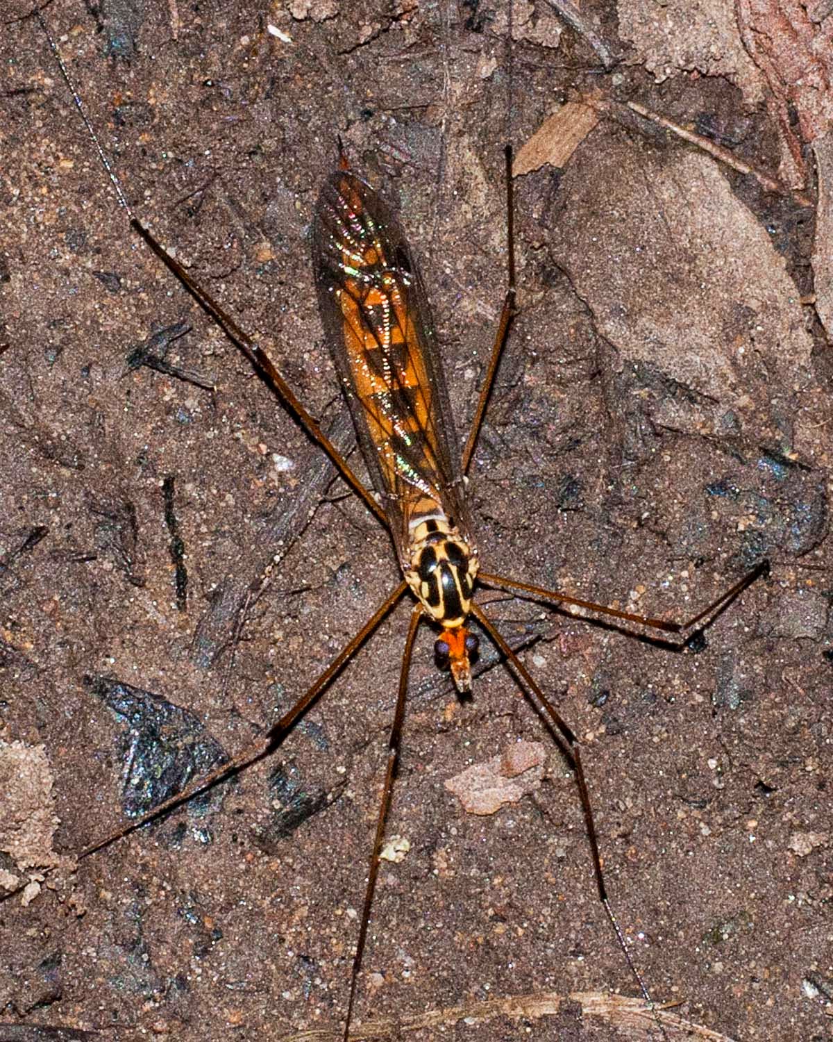 East Glamorgan Wildlife: Spotted crane fly at Forest Farm