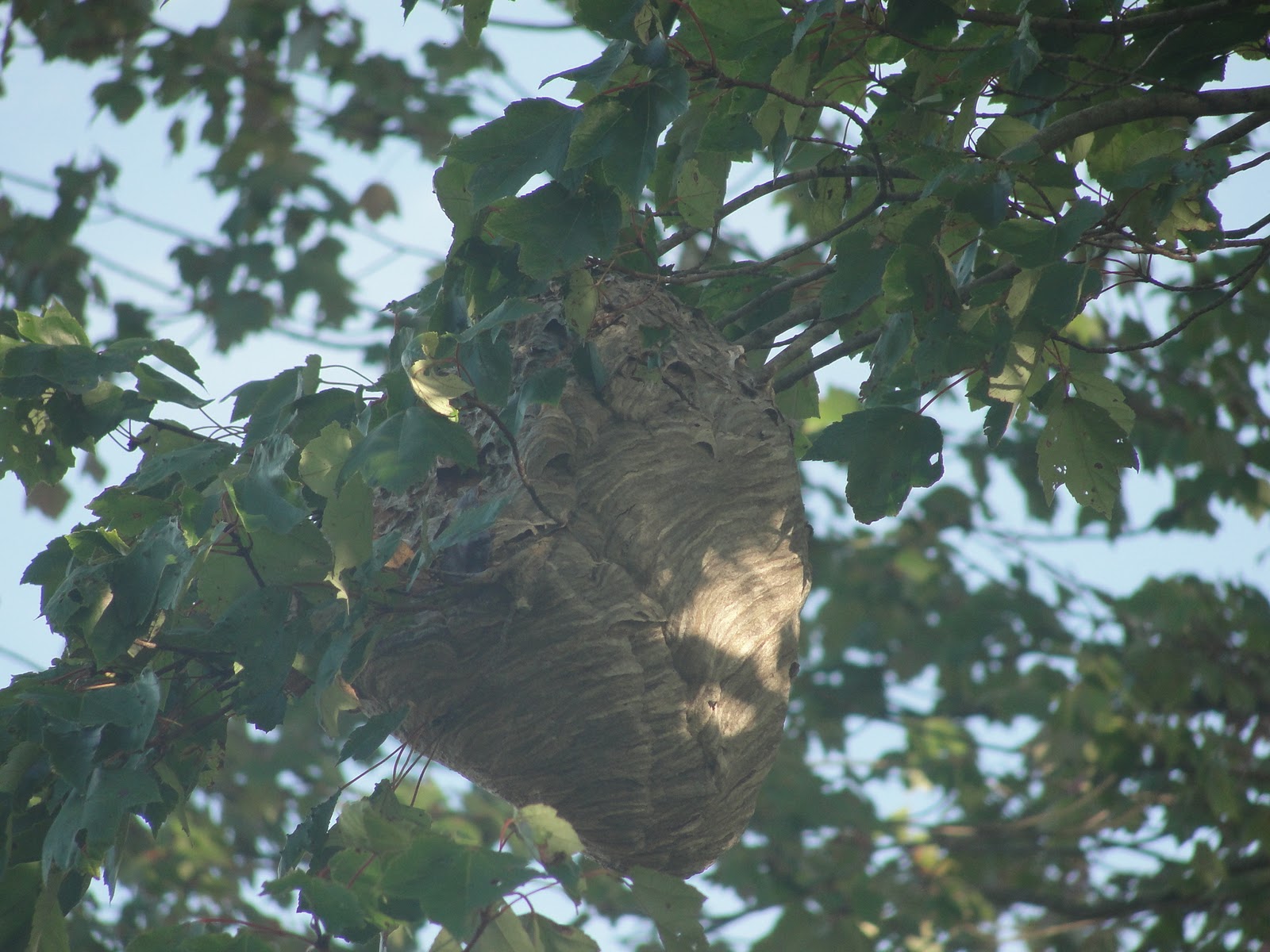 Cape Cod Art and Nature: Bald Faced Hornets do not tell bald faced lies...