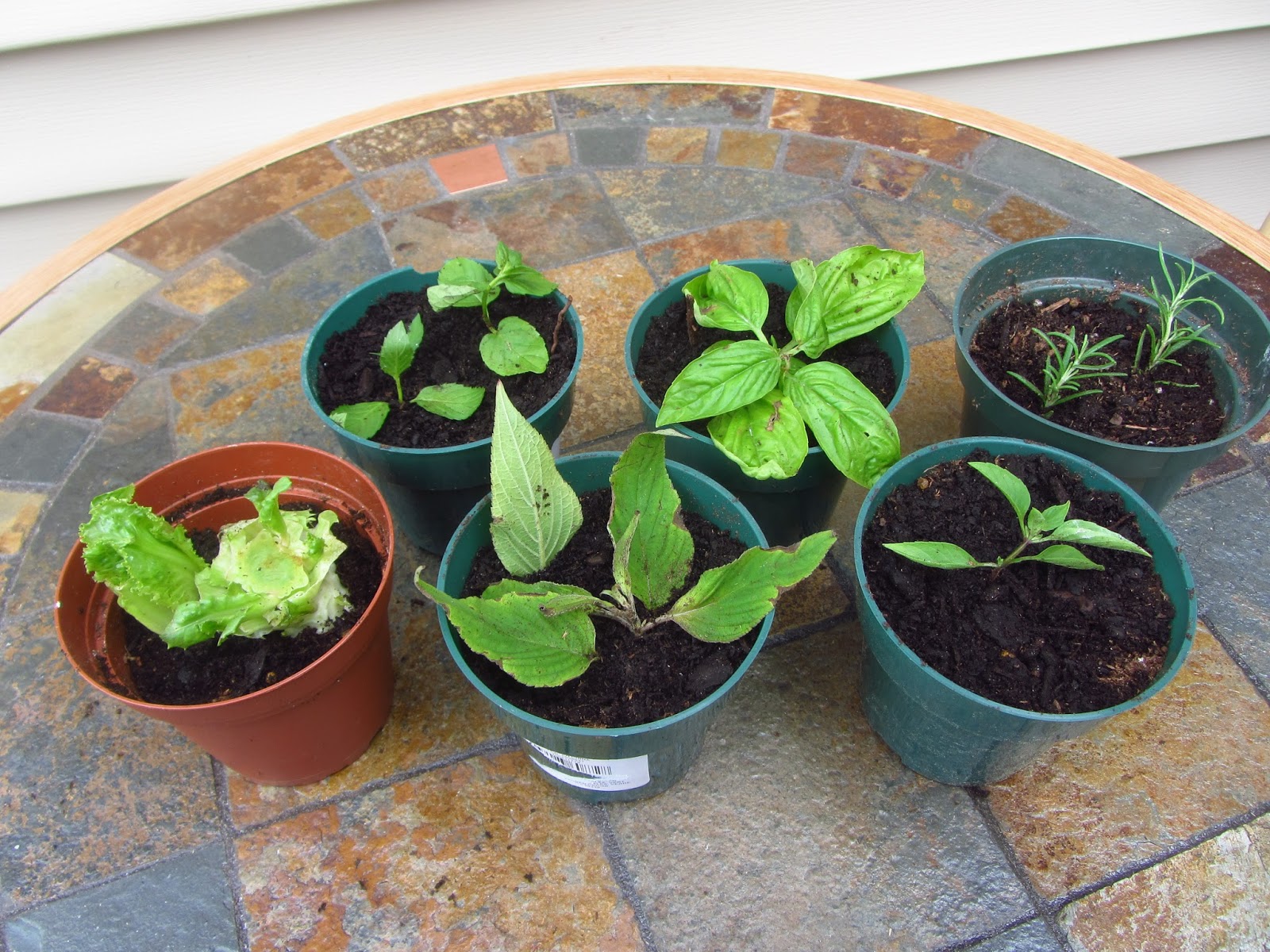 Bobbins of Basil: Rooting cuttings to clone your plants