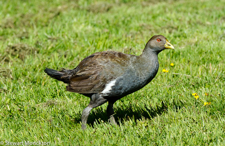 Paying Ready Attention - Photo Gallery: Wild Bird Wednesday 32 ...