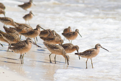 Bob's Photos: Shorebirds Feasting on Horseshoe Crab Eggs, May 1, 2012