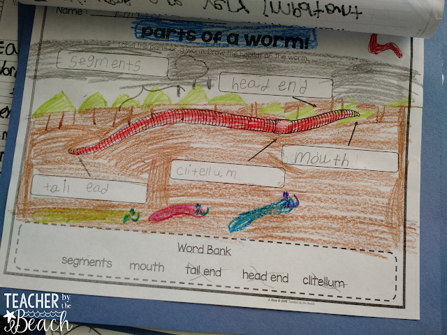 Fun with WORMS! - Teacher by the Beach
