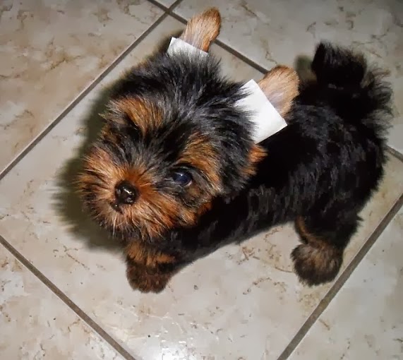 Yorkshire Terrier