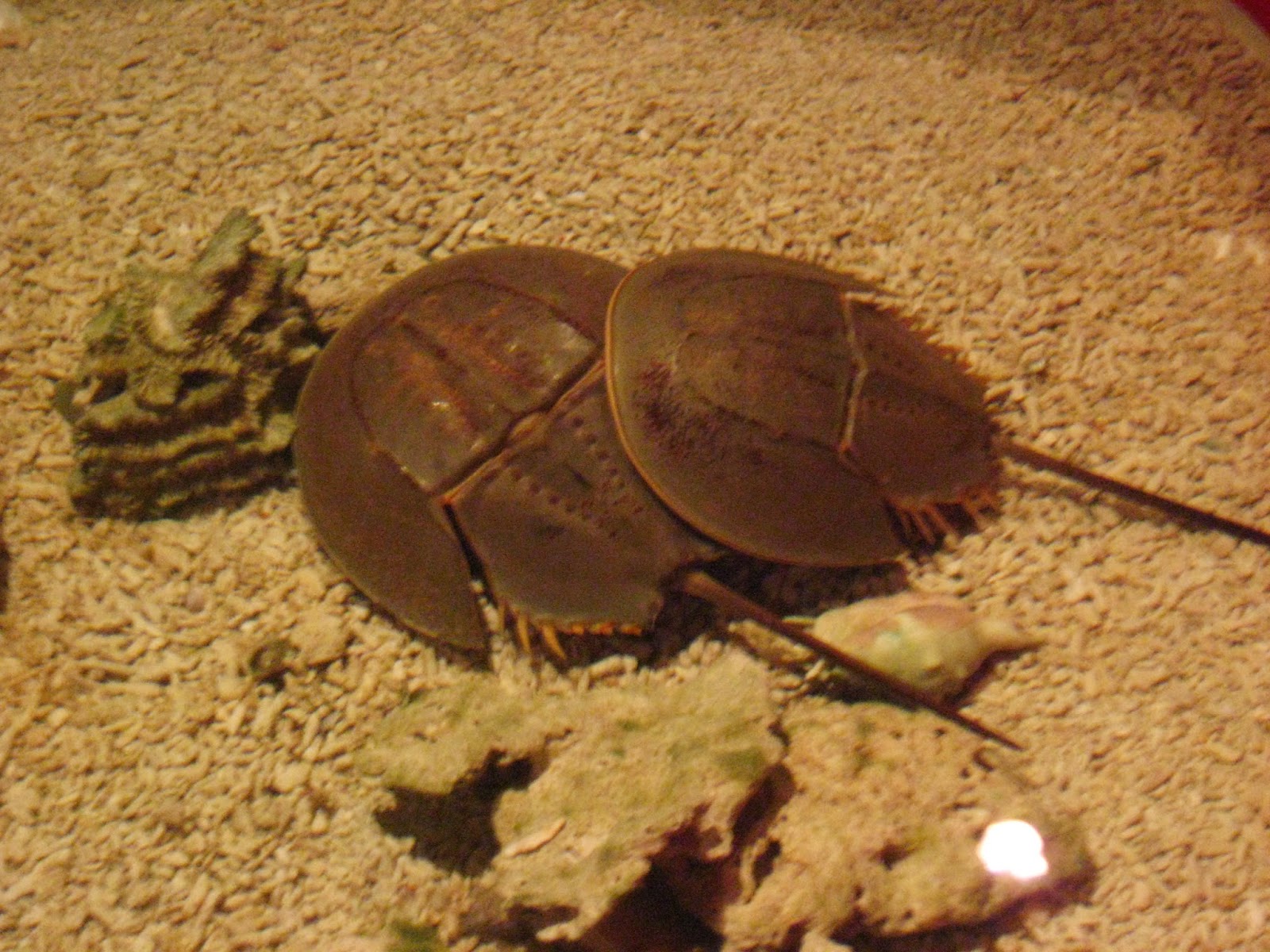 KNOWLEDGE: 7 Hewan Purba Di Indonesia Yang Masih Hidup Sampai Sekarang