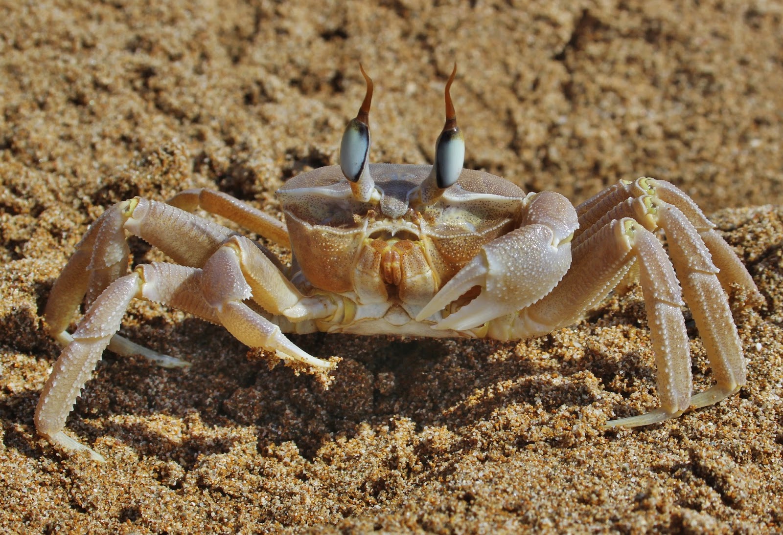 Biodiversity of Cyprus by NGO Protection of the Natural Heritage and ...