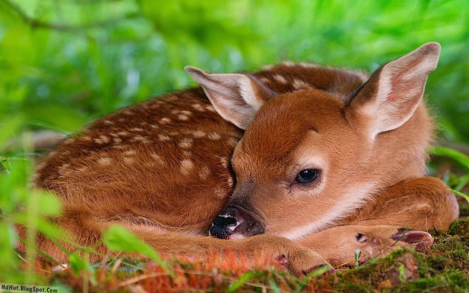 top 14 beautiful deer wallpapers in hd