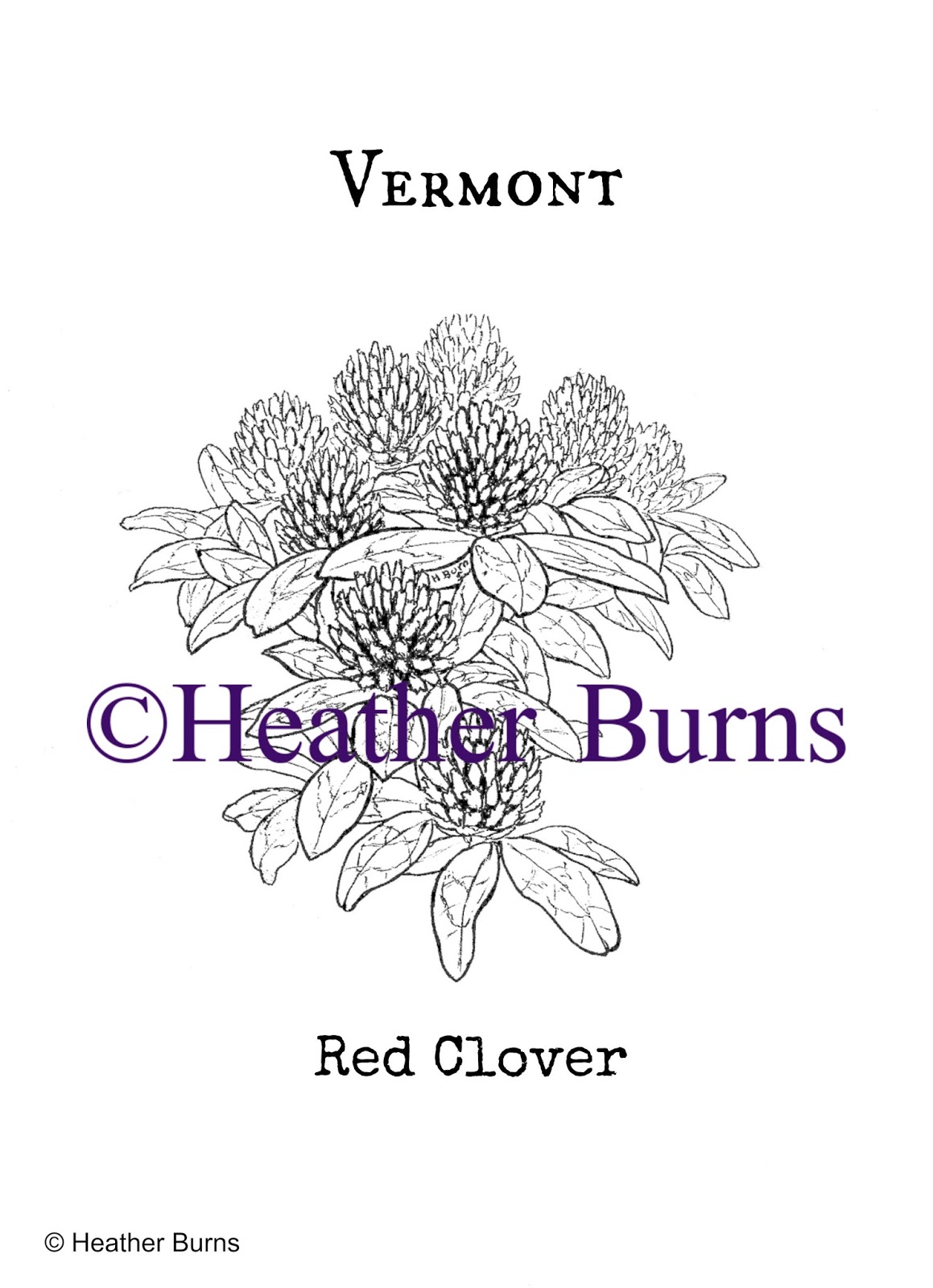State Flower Coloring Book: Vermont State Flower: Red Clover