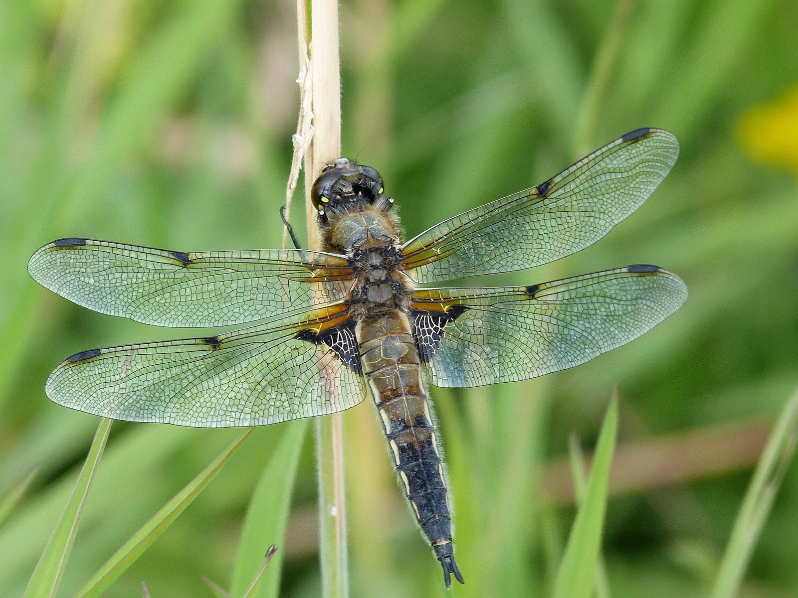 Insects of Scotland: Dragonflies/Damselflies
