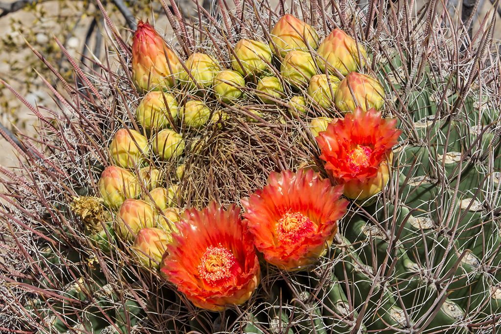 Your Daily Dose of Sabino Canyon: Big bloomin' barrels
