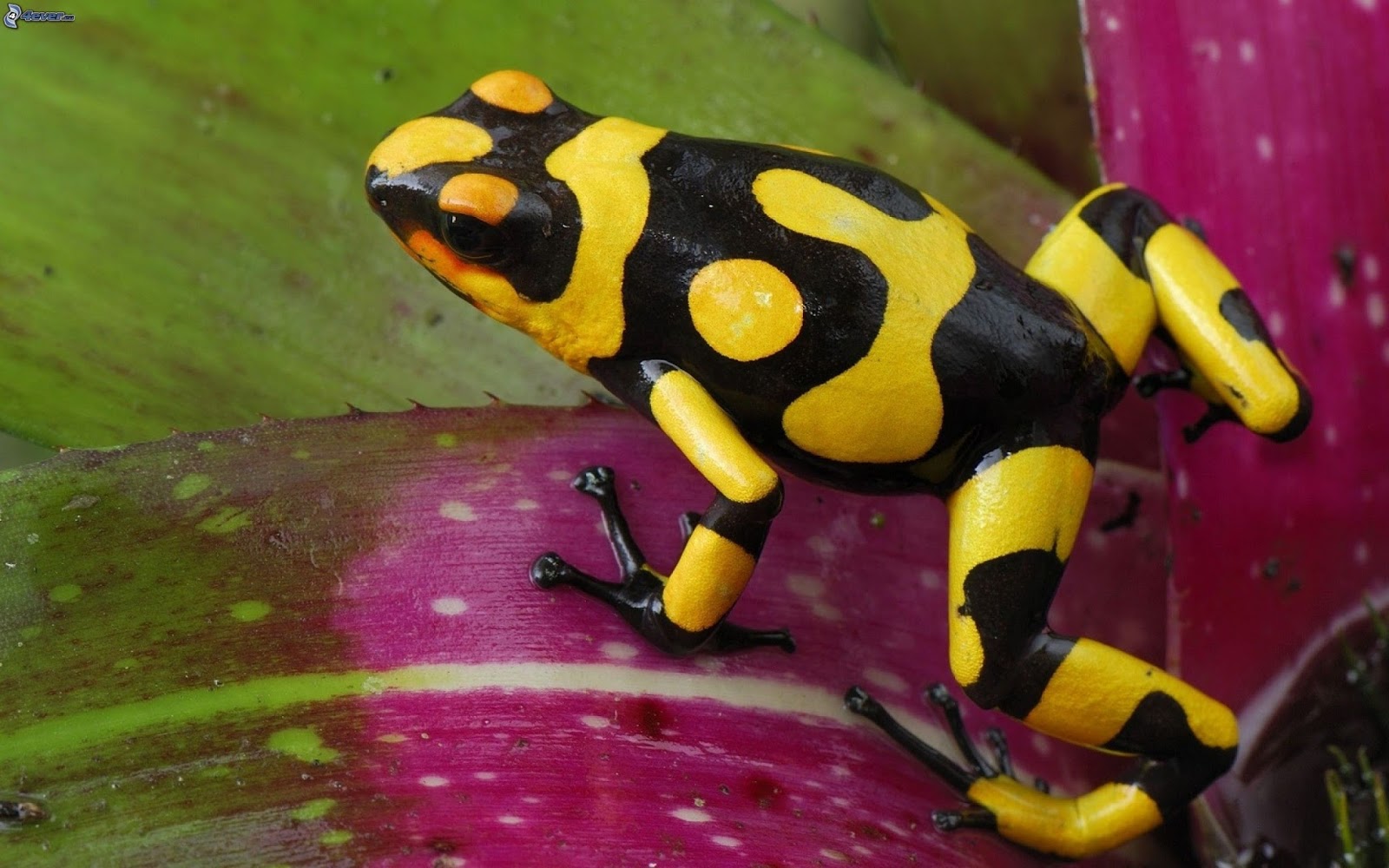 Imagenes de sapos y ranas: Fotografia rana amarilla y negra [16-12-15]
