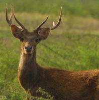 Tourism Destination: Pariwisata NTT